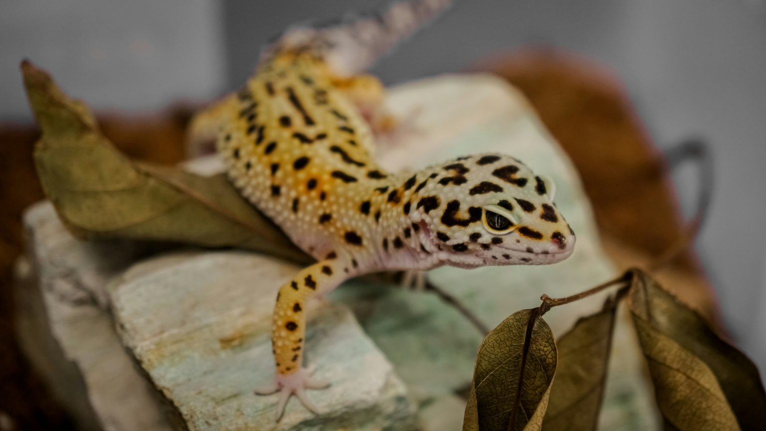 Tutto sul Geco: una guida