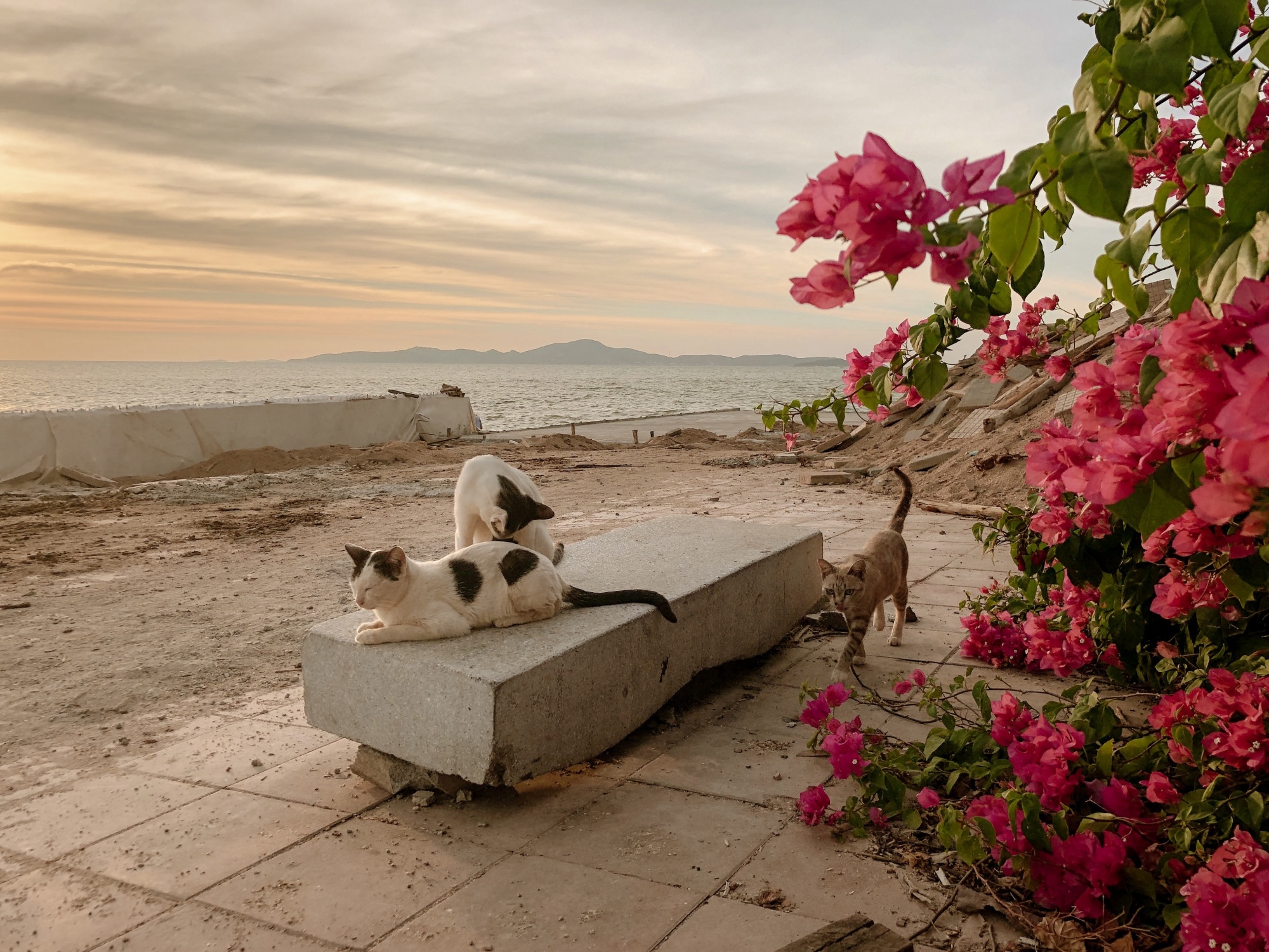 I viaggi per gli amanti dei gatti: le mete imperdibili